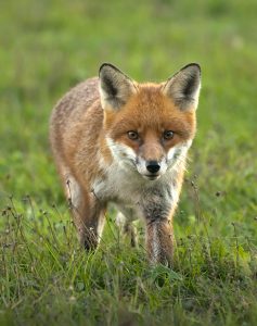 Photographing Foxes In The UK